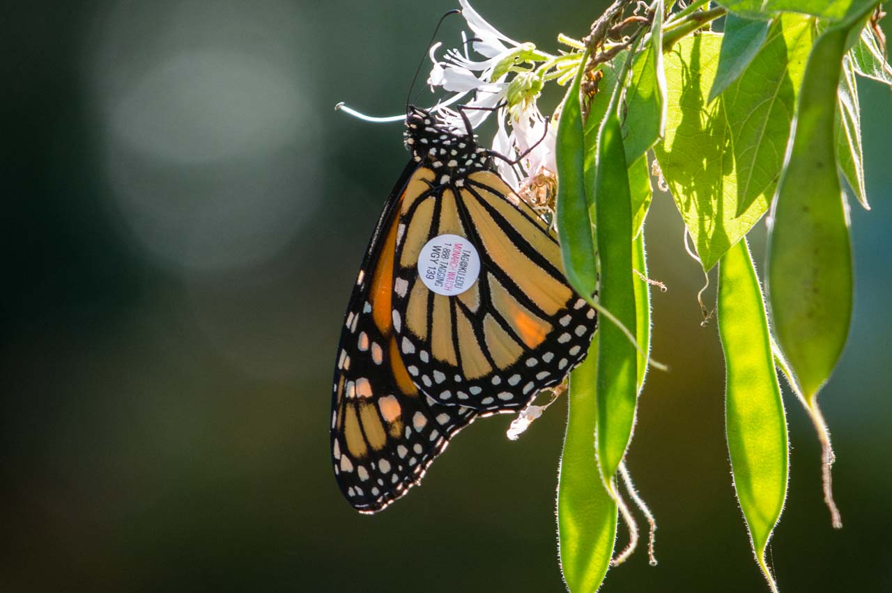 Tagging Monarch Butterflies - The Houston Zoo