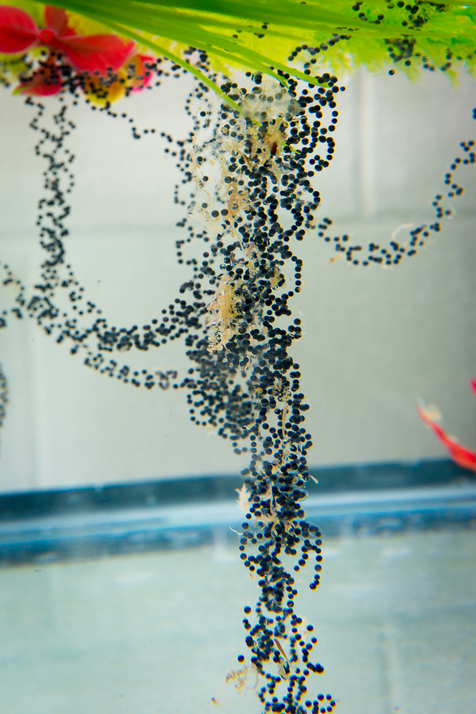 Saving a Critically Endangered Toad Species 7,300 Eggs at a Time - The ...