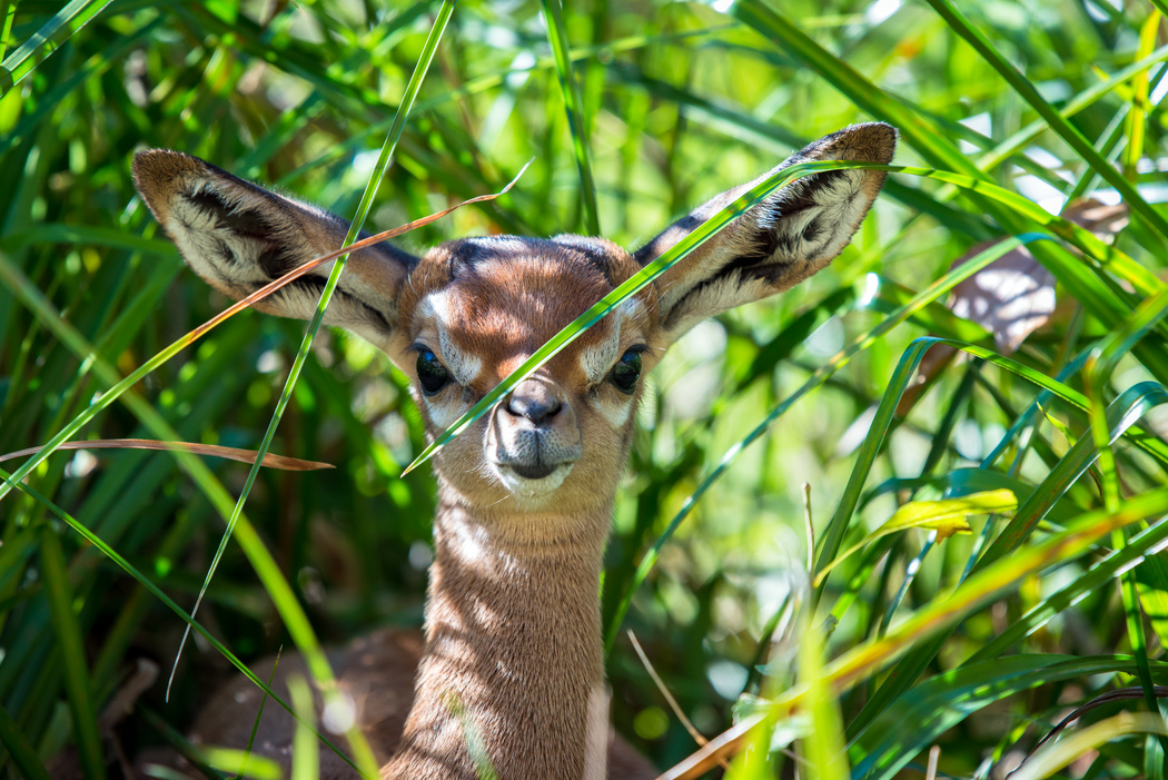 Baby Gerenuk