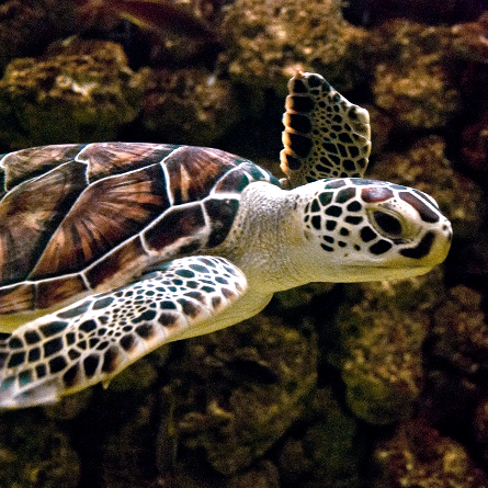 Staying Hydrated and Saving Sea Turtles - The Houston Zoo