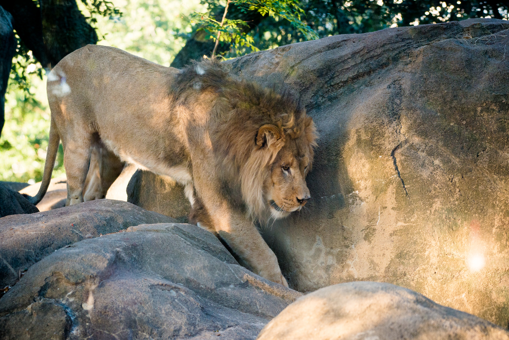 Celebrating Our Pride of Lion Protectors on World Lion Day - The ...