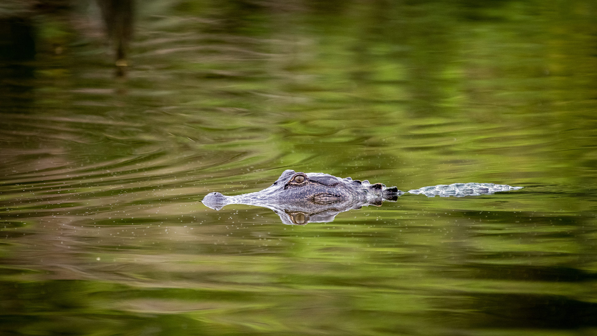 American Alligator - The Houston Zoo