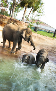 Asian Elephant - The Houston Zoo