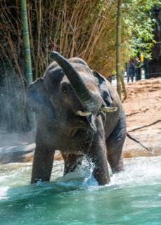 Asian Elephant - The Houston Zoo