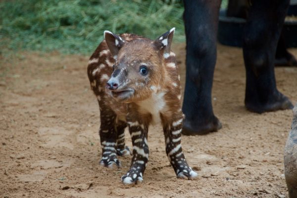 Tapir Conservation Partner in Brazil - The Houston Zoo