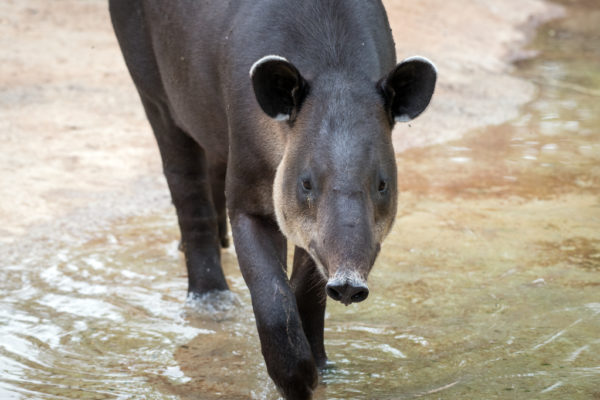 Tapir Conservation Partner in Brazil - The Houston Zoo