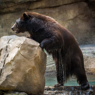 Bears Move into New Beautiful Habitat - The Houston Zoo