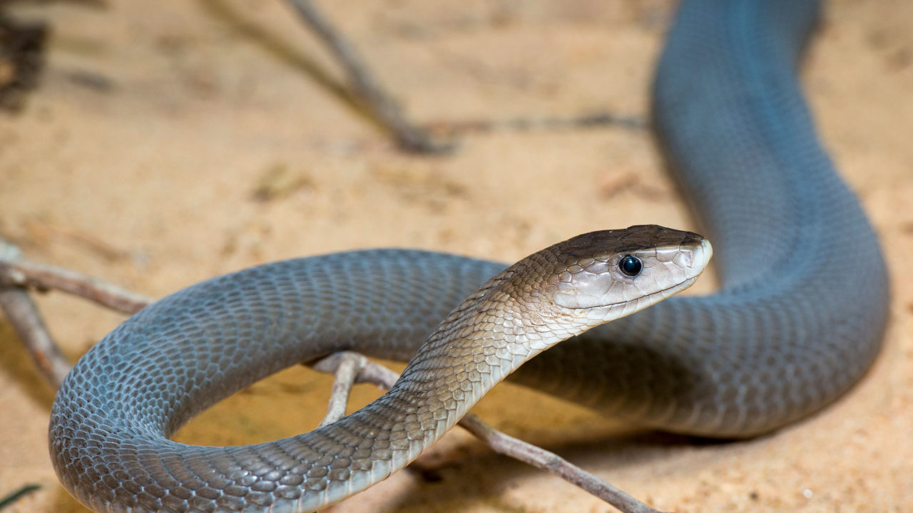 Black Mamba The Houston Zoo Black Mamba The Houston Zoo