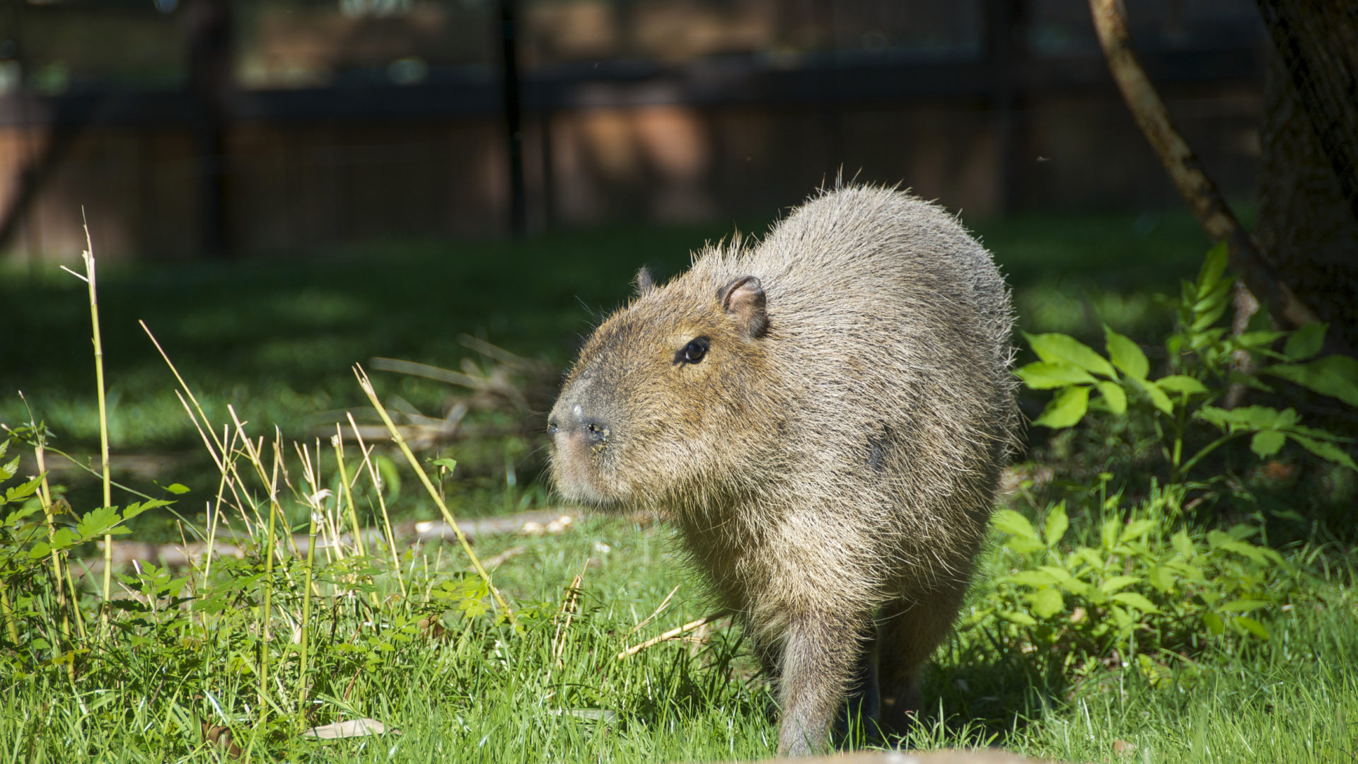 Capybara - The Houston Zoo