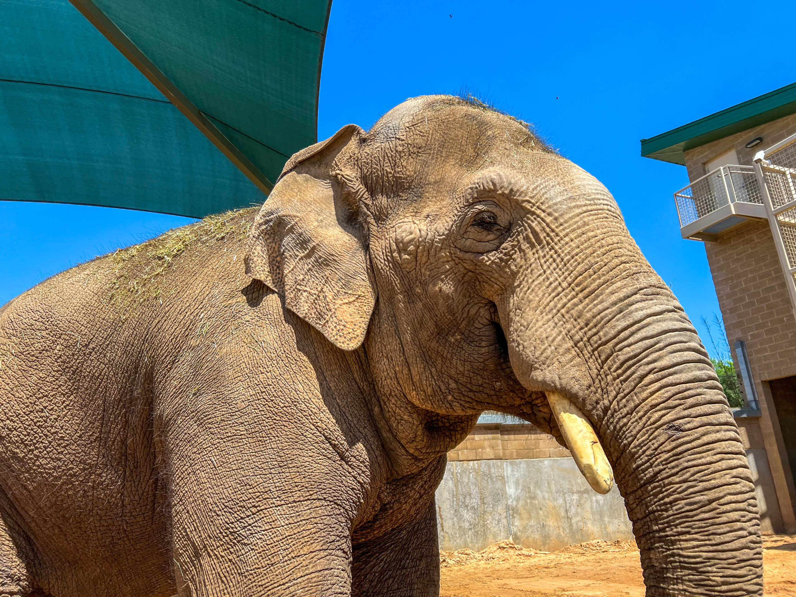 Welcome Home, Chuck! - The Houston Zoo