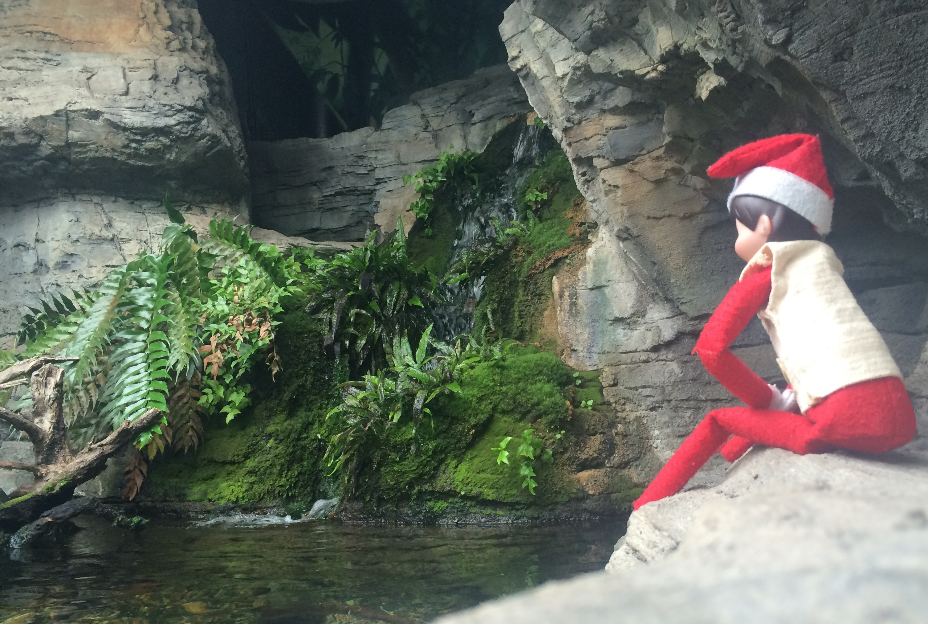 Dandy the Elf Returns Home to the North Pole - The Houston Zoo