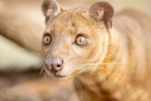 Membership - The Houston Zoo