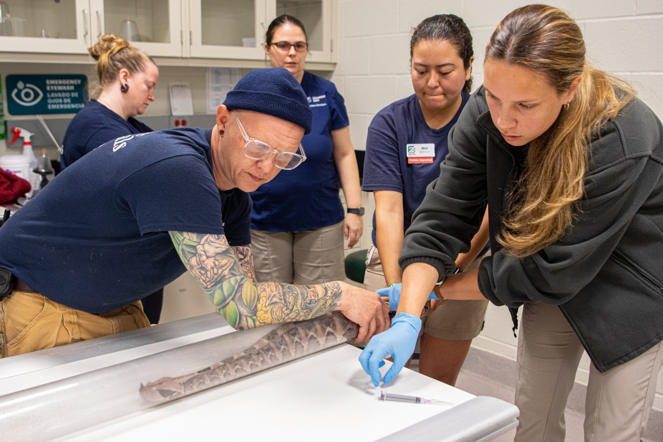 Western Gaboon Viper Named Cookie Receives Extraordinary Medical Care ...