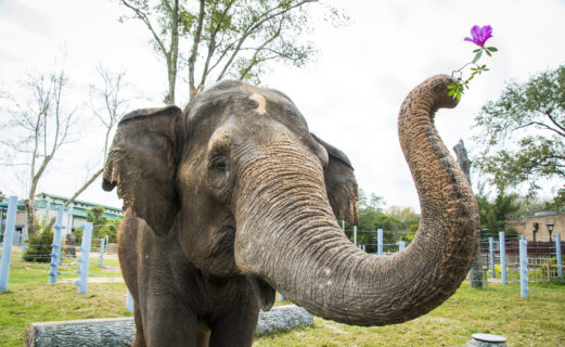 Asian Elephant - The Houston Zoo
