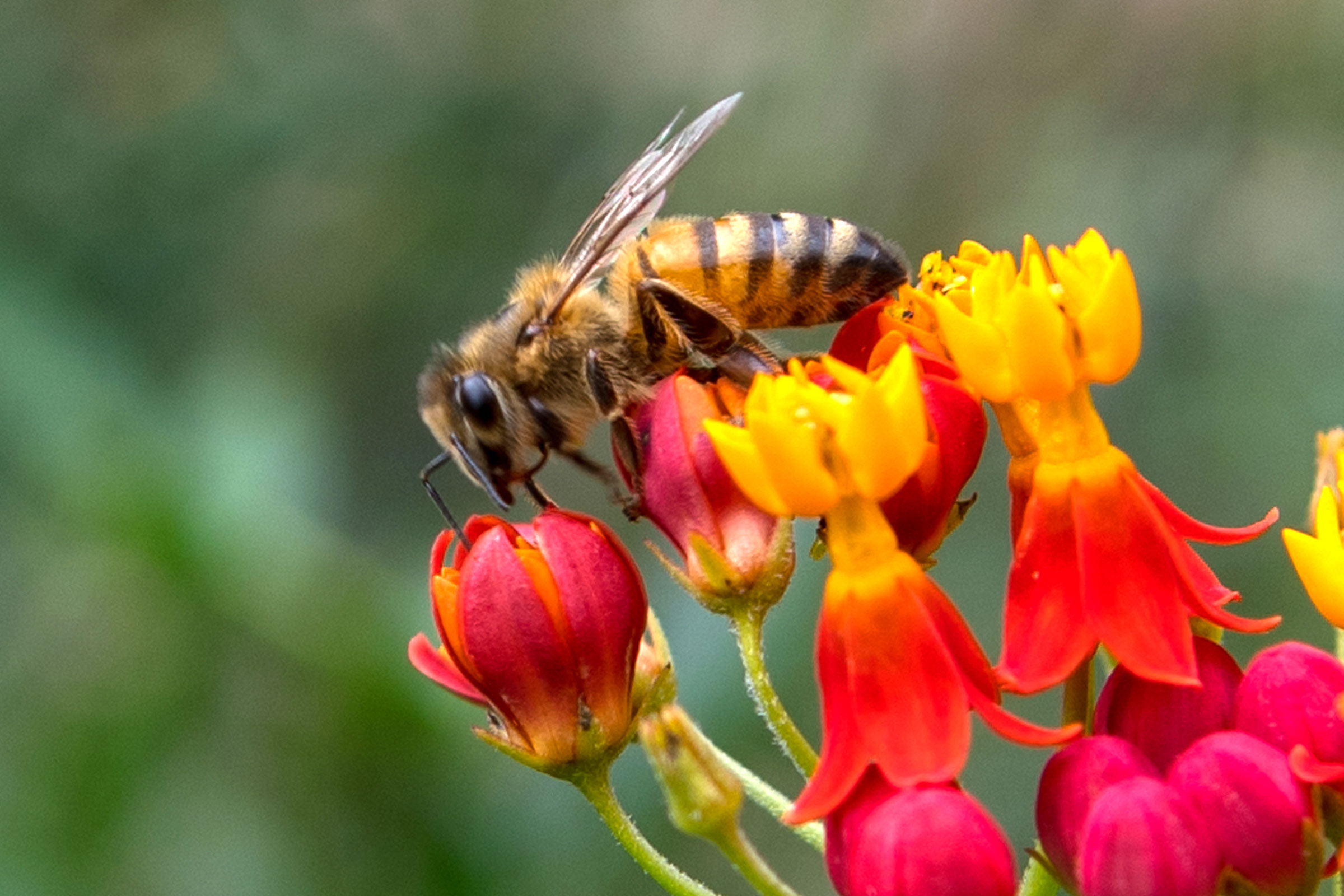 Become a Pollinator Saving Pro at Pollinator Palooza this Weekend - The ...