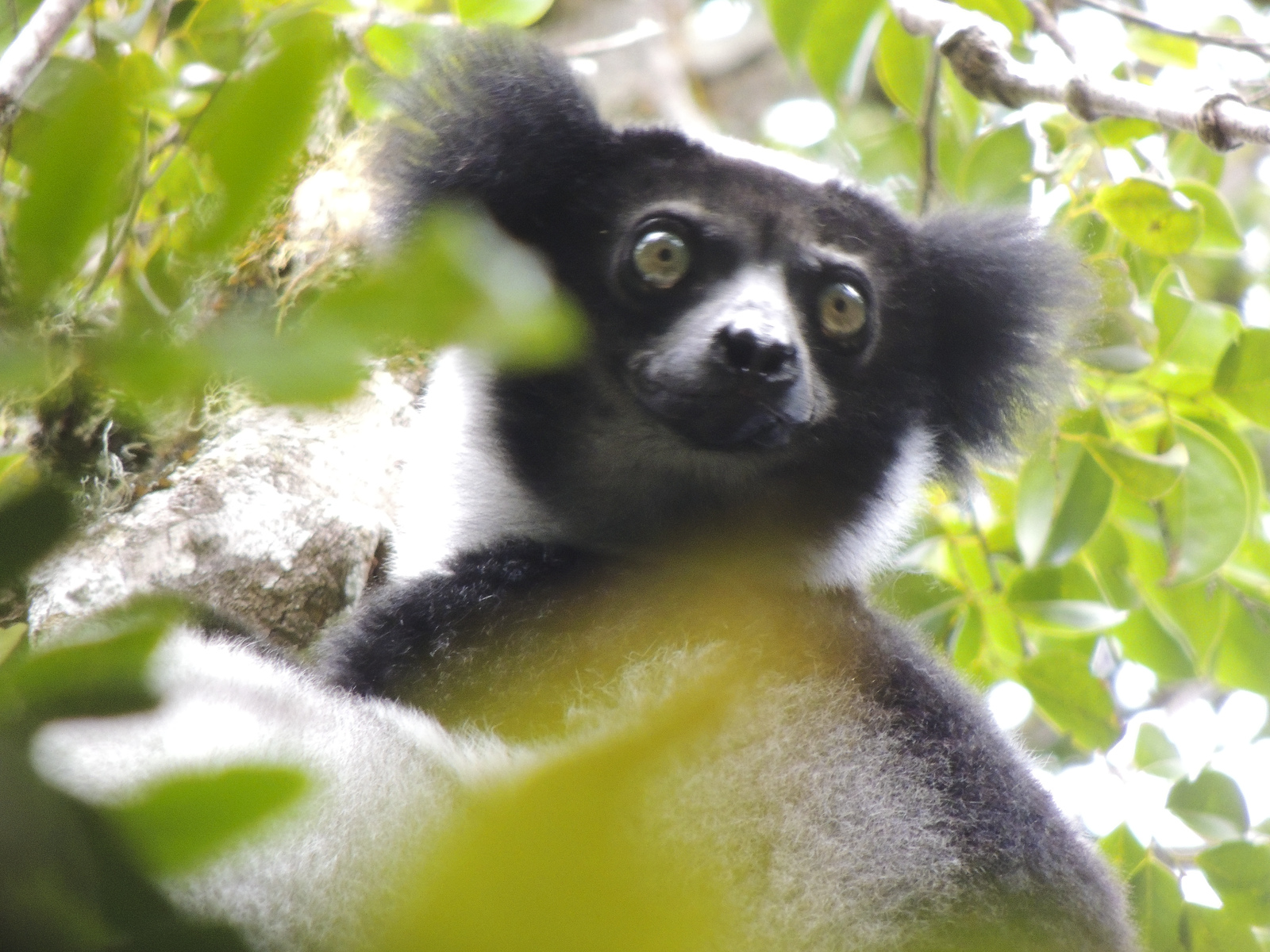 Saving Lemurs in Madagascar with KPRC - The Houston Zoo