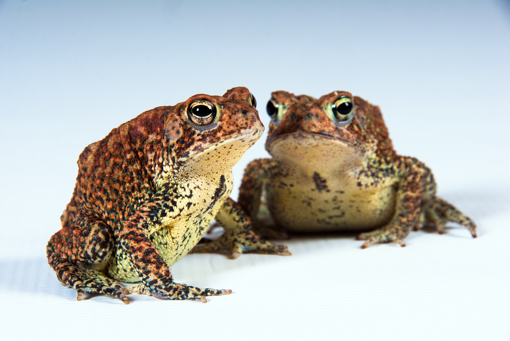Conservation Corner: Houston Toad Breeding Season - The Houston Zoo