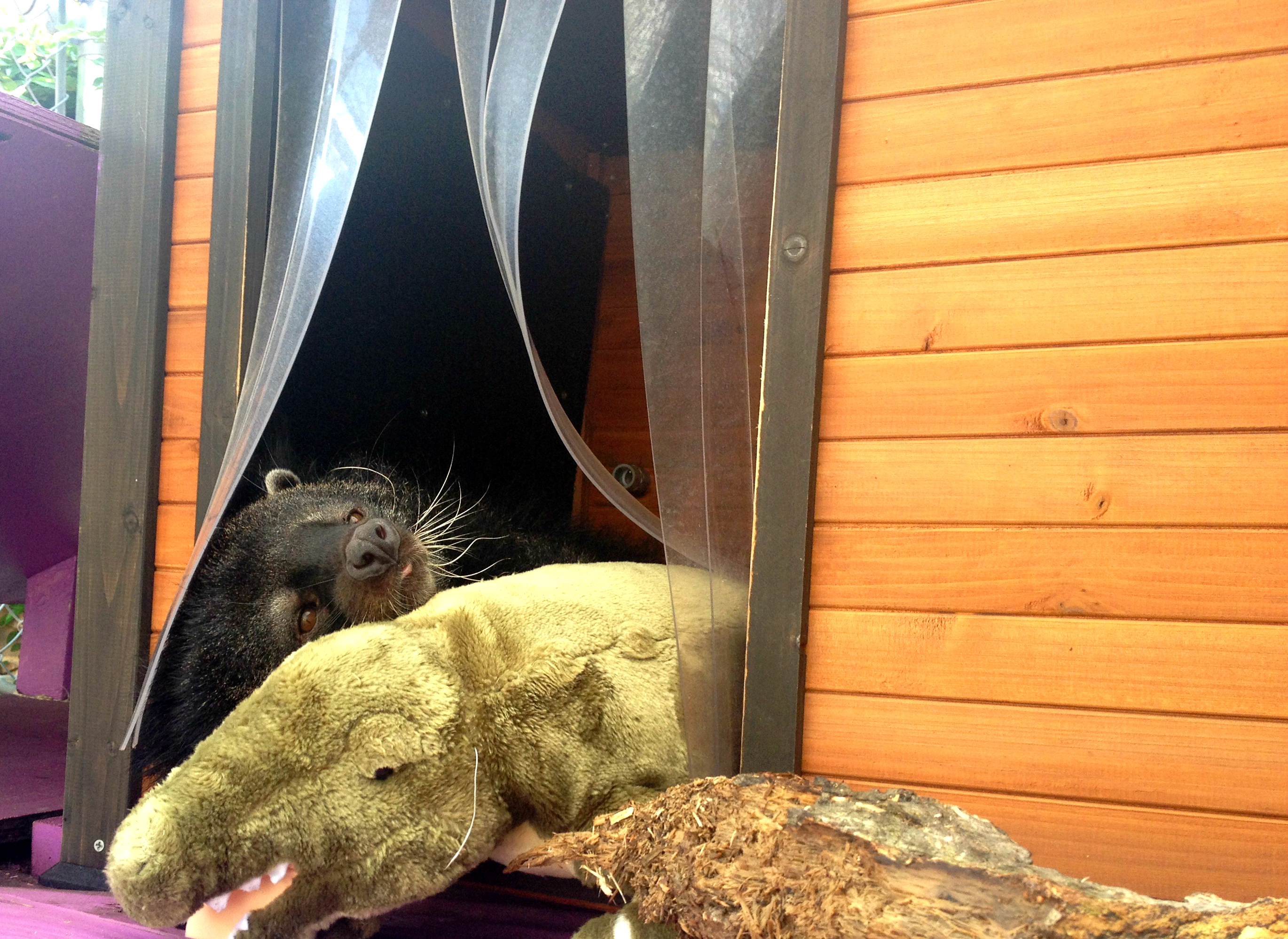 Hannah the Binturong - The Houston Zoo