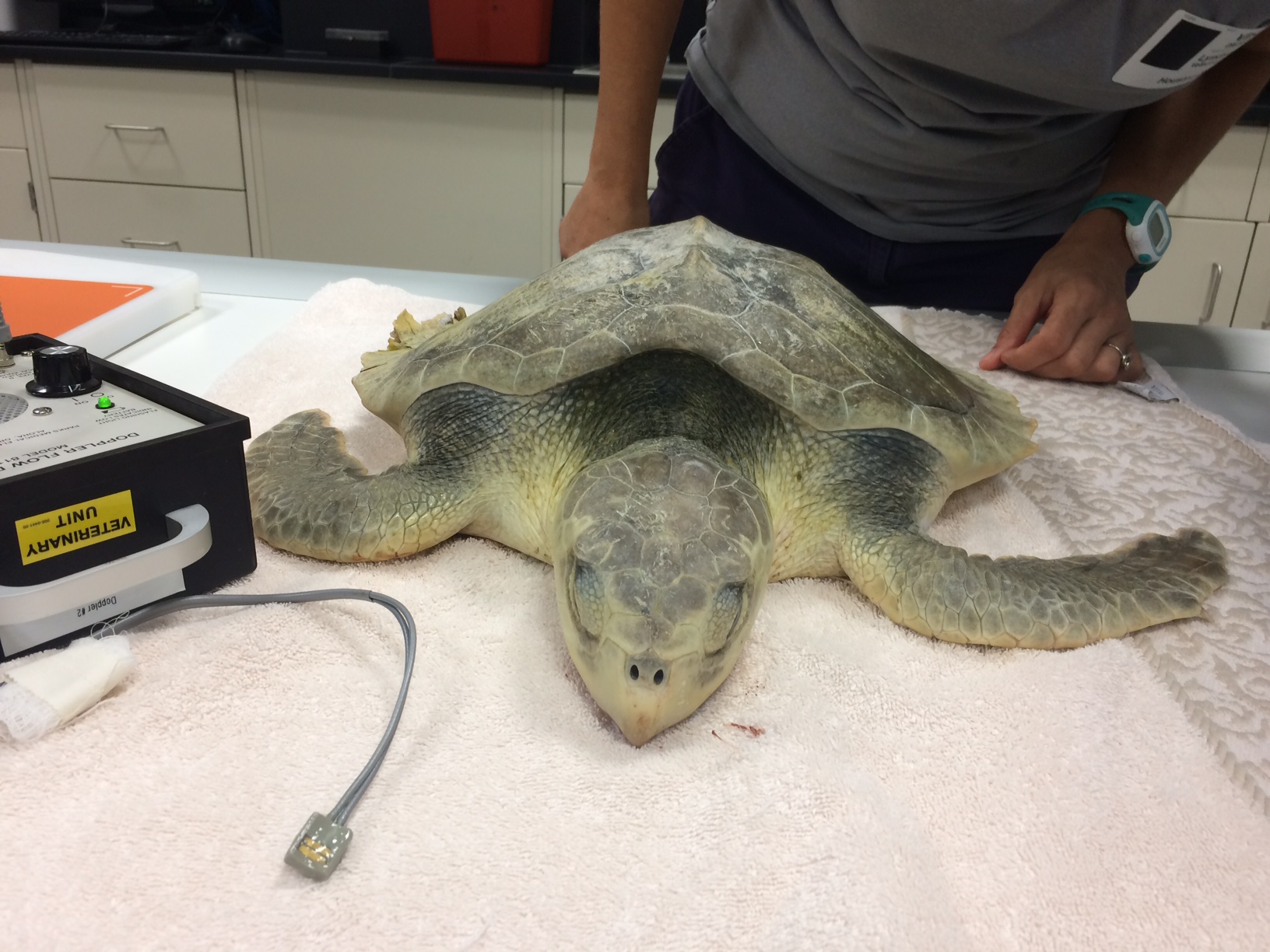 4 Sea Turtles Receive Medical Care at Houston Zoo - The Houston Zoo