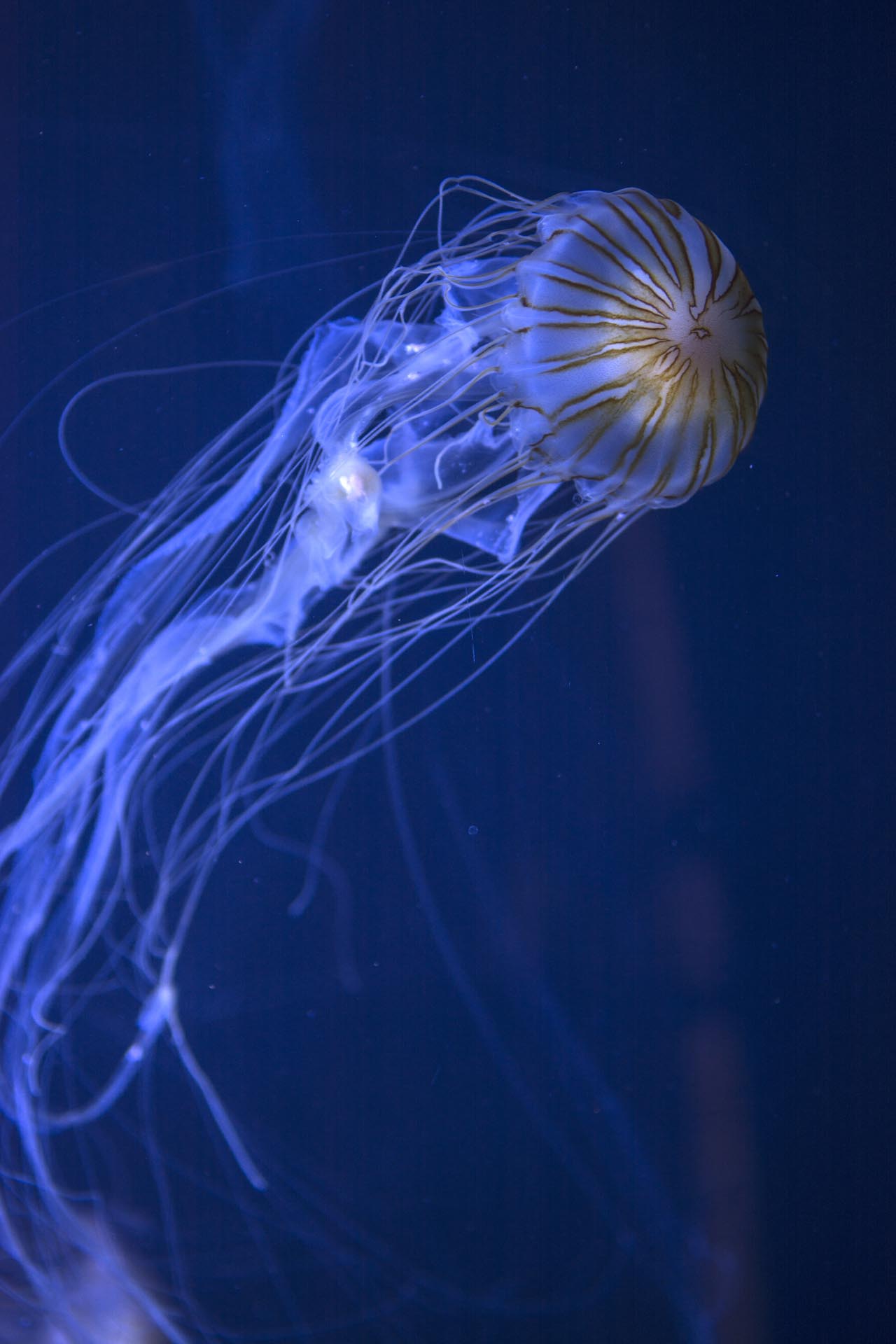 Japanese Sea Nettle - The Houston Zoo
