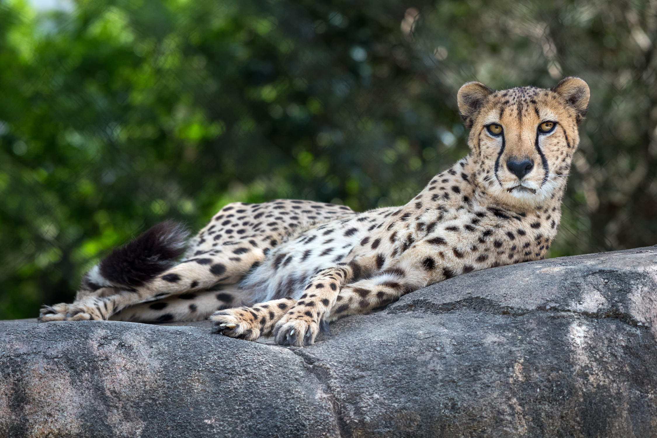 Houston Zoo’s Elderly Male Cheetah Dies - The Houston Zoo