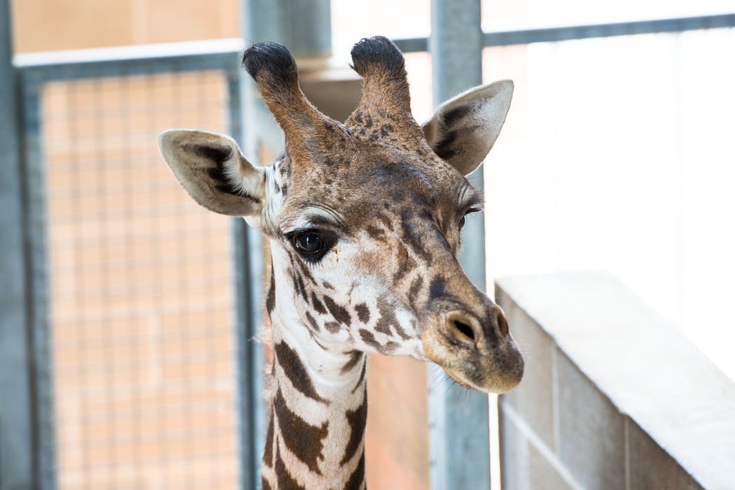 Joshua Is Your Next (Giraffe) Bachelor! - The Houston Zoo