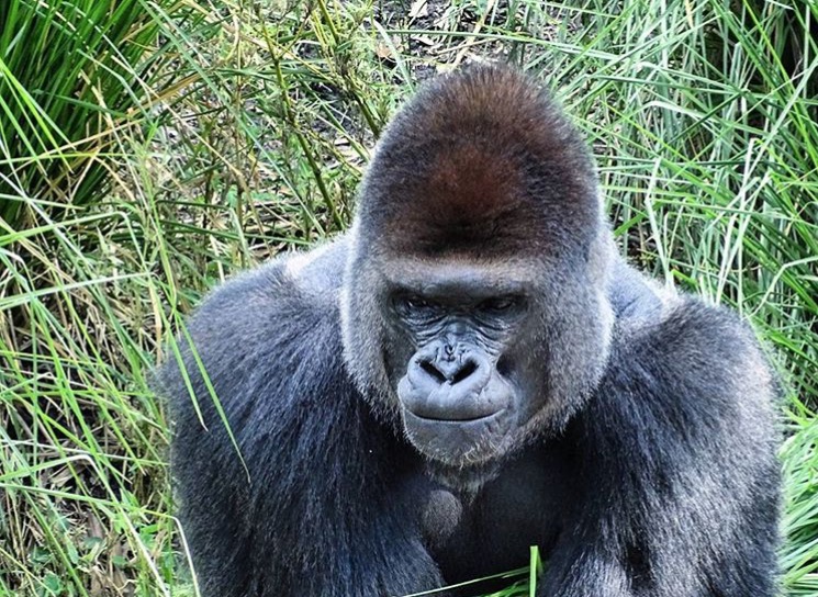 Happy Great Ape Day! September 9 & 10 - The Houston Zoo
