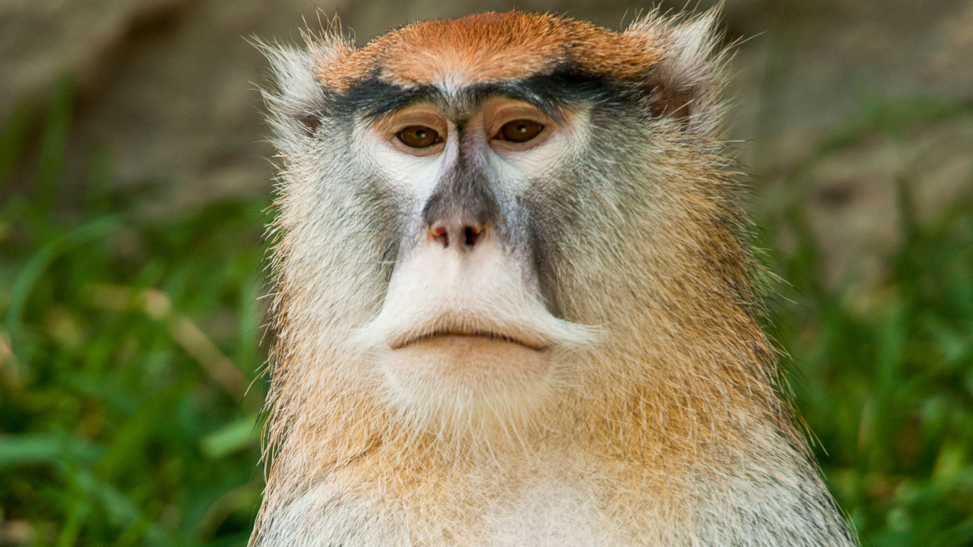 Patas Monkey - The Houston Zoo