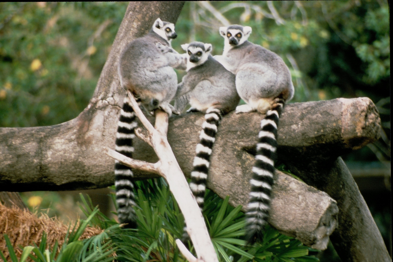 Malagasy Student at Rice University is Saving Lemurs in the Wild - The ...