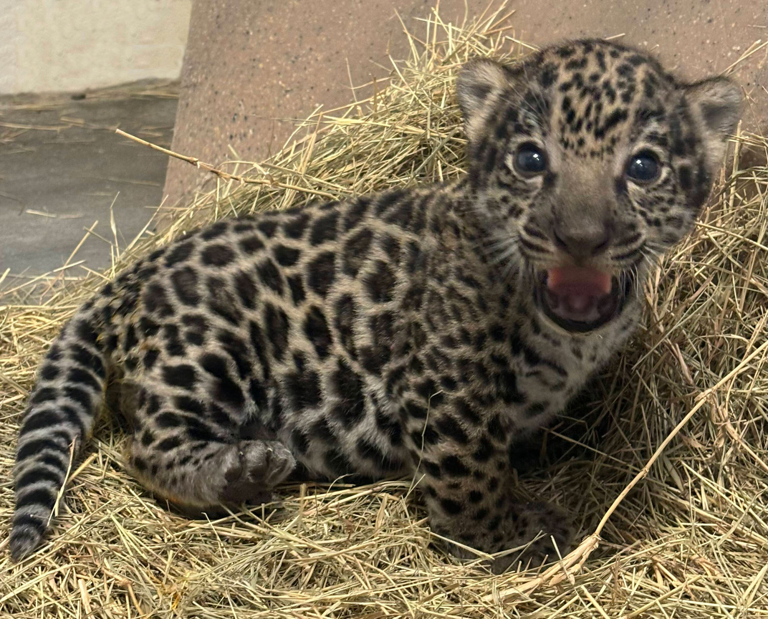 Watch Out World! Meet Rojo - The Houston Zoo