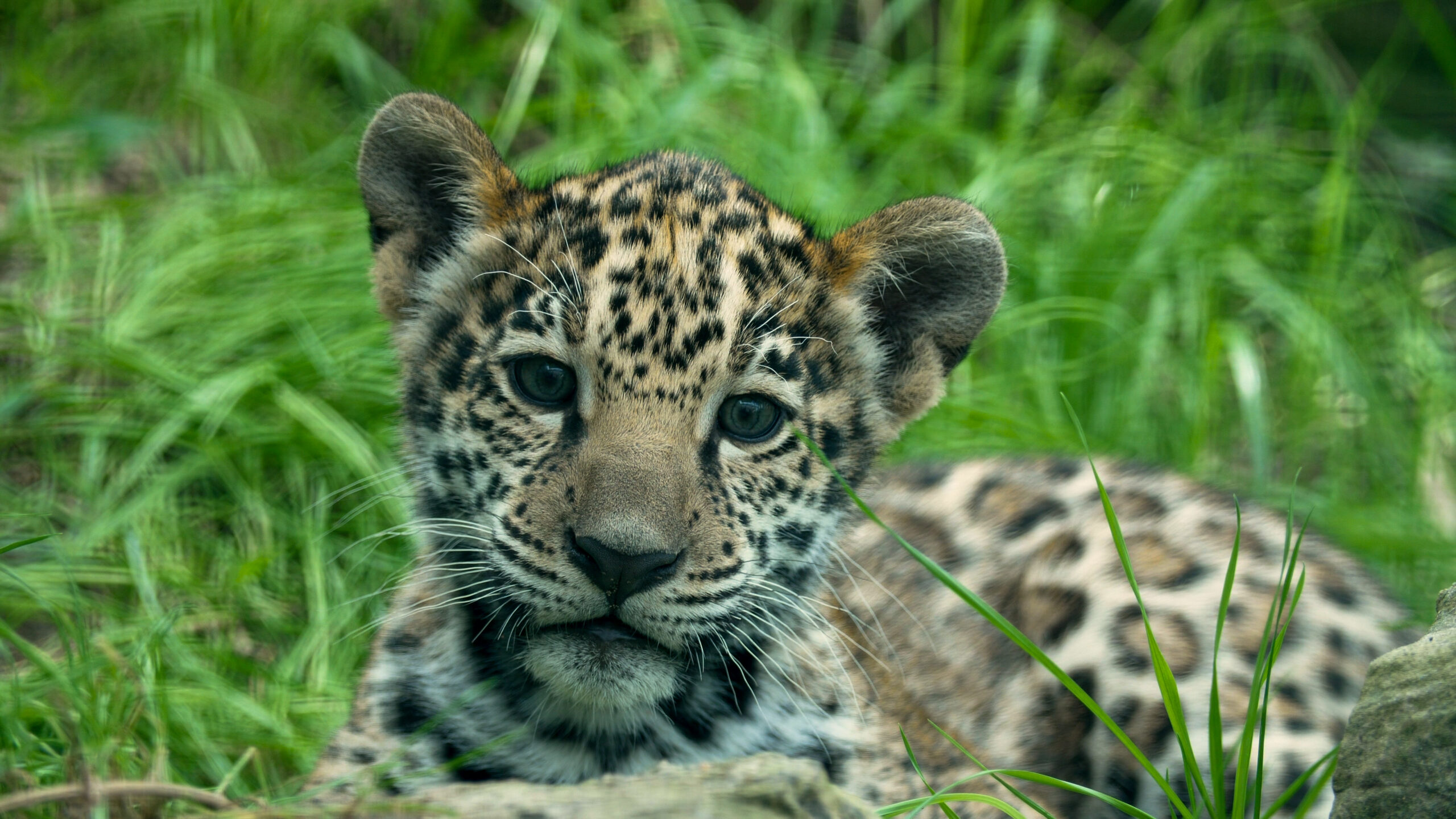 Jaguar Cub Rojo Enjoys a Paw-some Valentine’s Day - The Houston Zoo