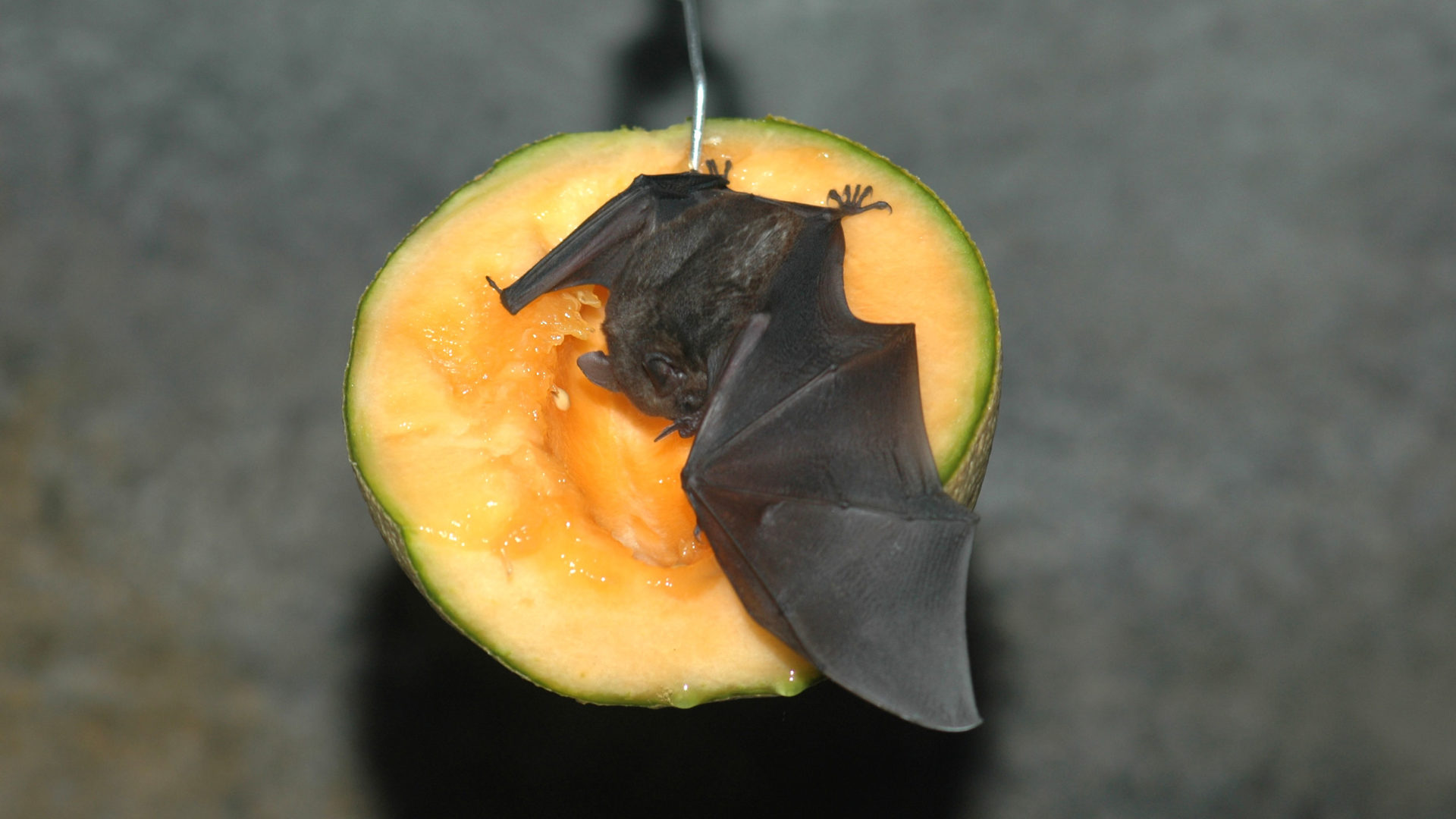 Sebas’s Short-Tailed Bat - The Houston Zoo