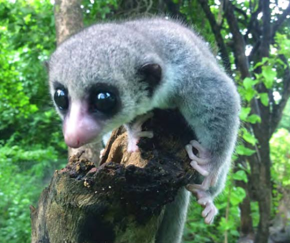 You are Saving a New Species of Lemur in the Wild - The Houston Zoo