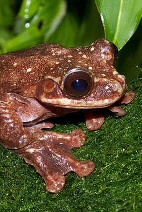 A Species Went Extinct Today - The Houston Zoo