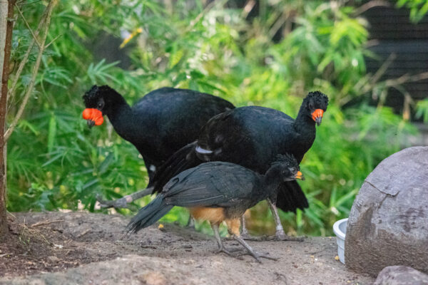 Shoebill Storks - The Houston Zoo
