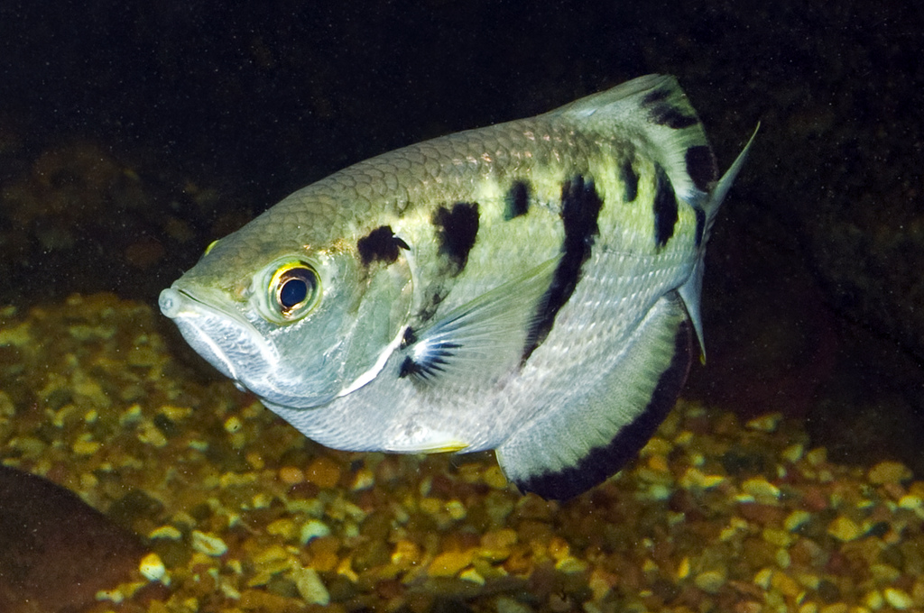 Good News: We’re Eating Ocean-Friendly Seafood to Protect Wildlife ...