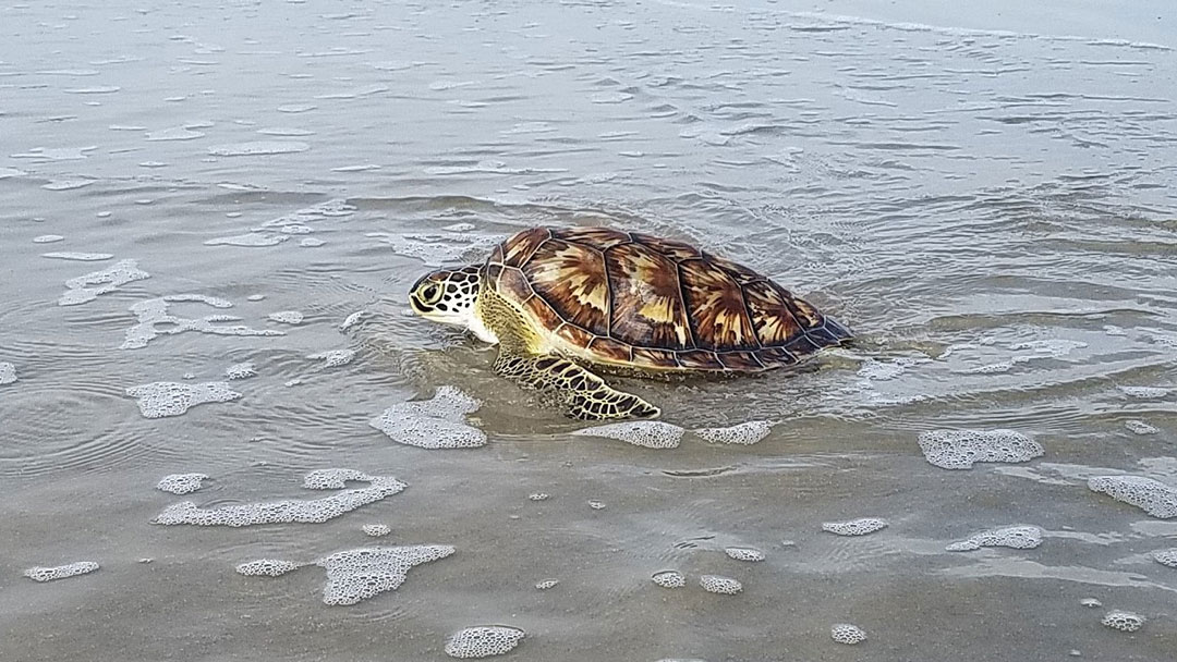 Good News: The Zoo is Saving Sea Turtles - The Houston Zoo