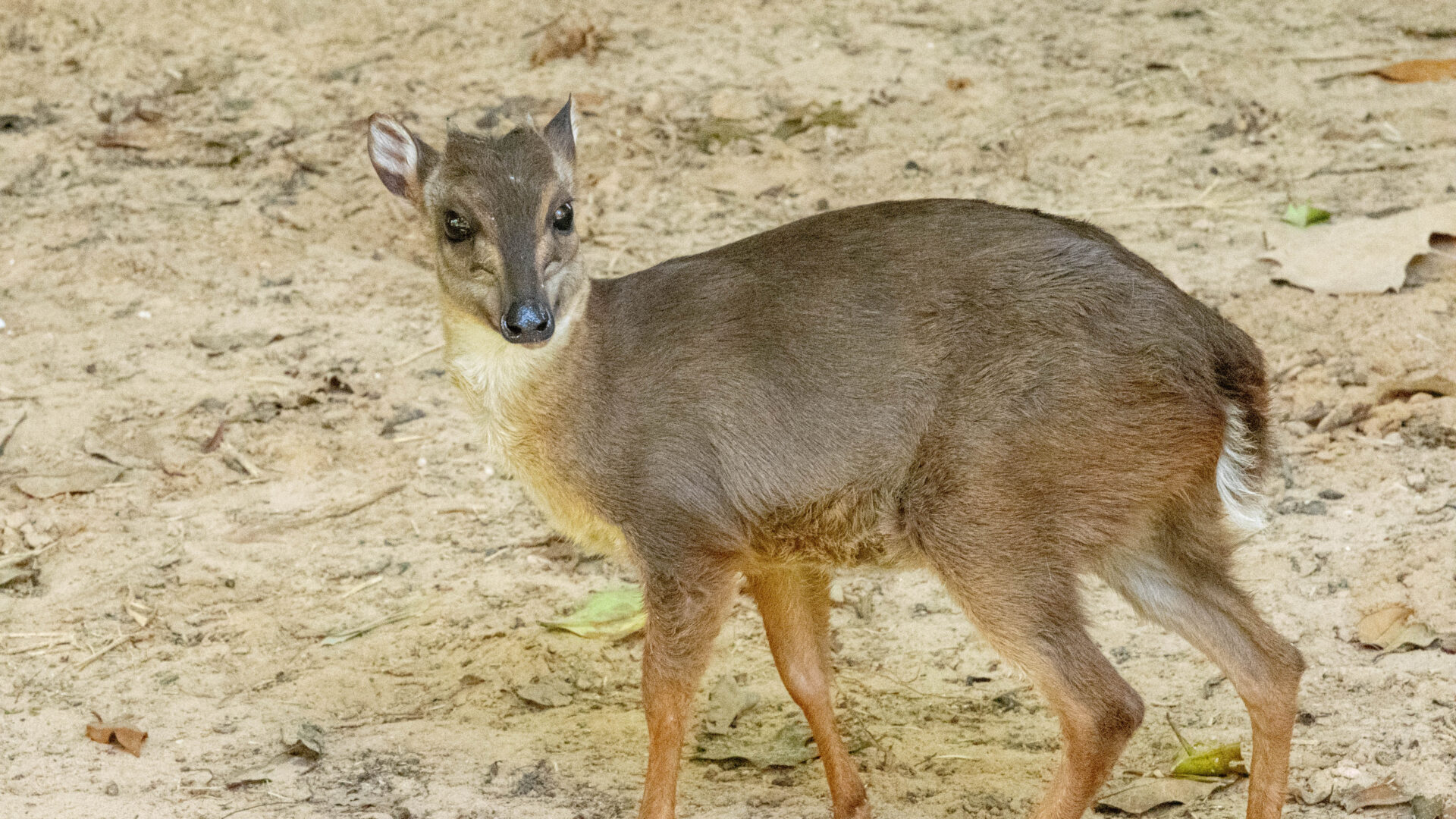 Blue Duiker - The Houston Zoo