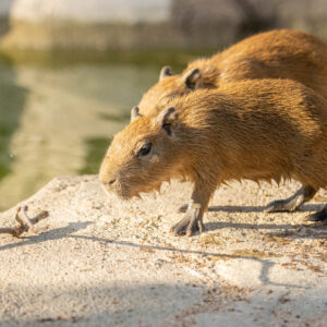 Membership - The Houston Zoo