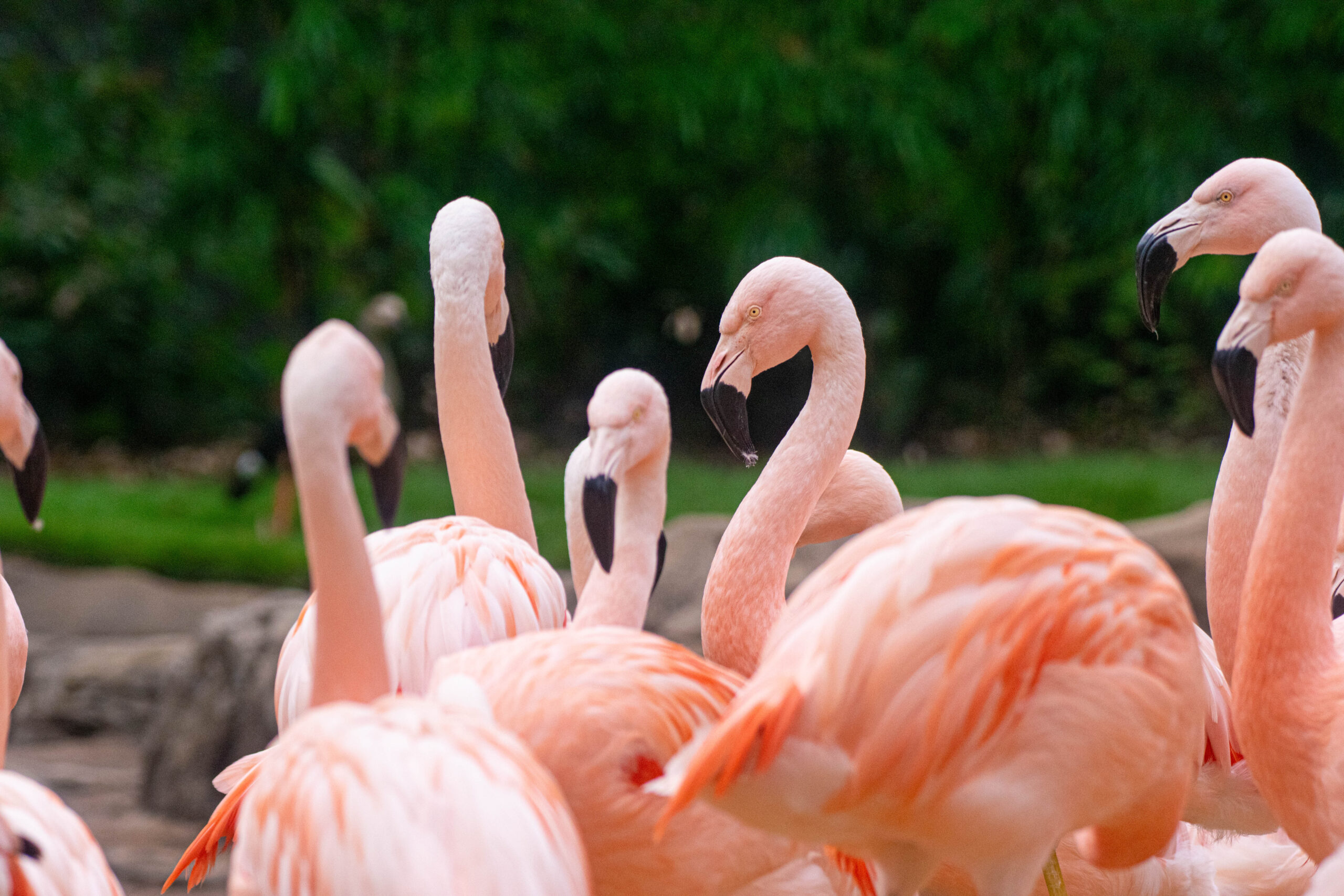 Birds of the World - The Houston Zoo