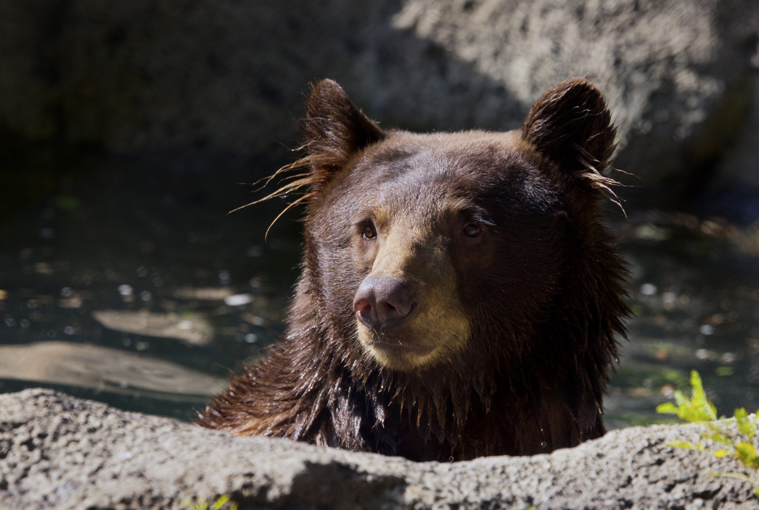 Un Bear ievable Rescue Story The Houston Zoo Un Bear ievable Rescue Story The Houston Zoo