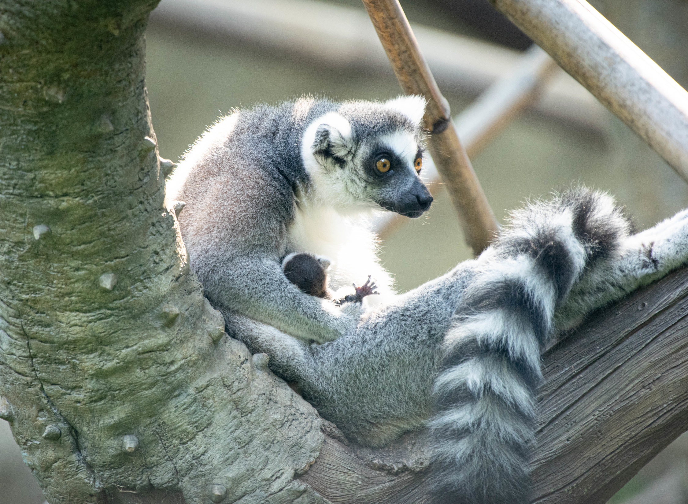 Ringtail Lemur
