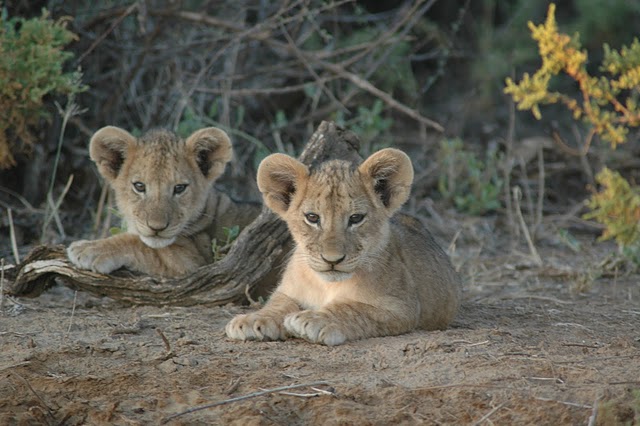 Part of the Pride: How You and the Houston Zoo are Saving Lions like ...