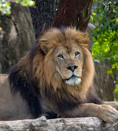 Good News: Texas Schools are Helping us Save Lions in the Wild - The ...