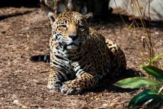 Mourning the Loss of Our Geriatric Jaguar, Kan Balam - The Houston Zoo