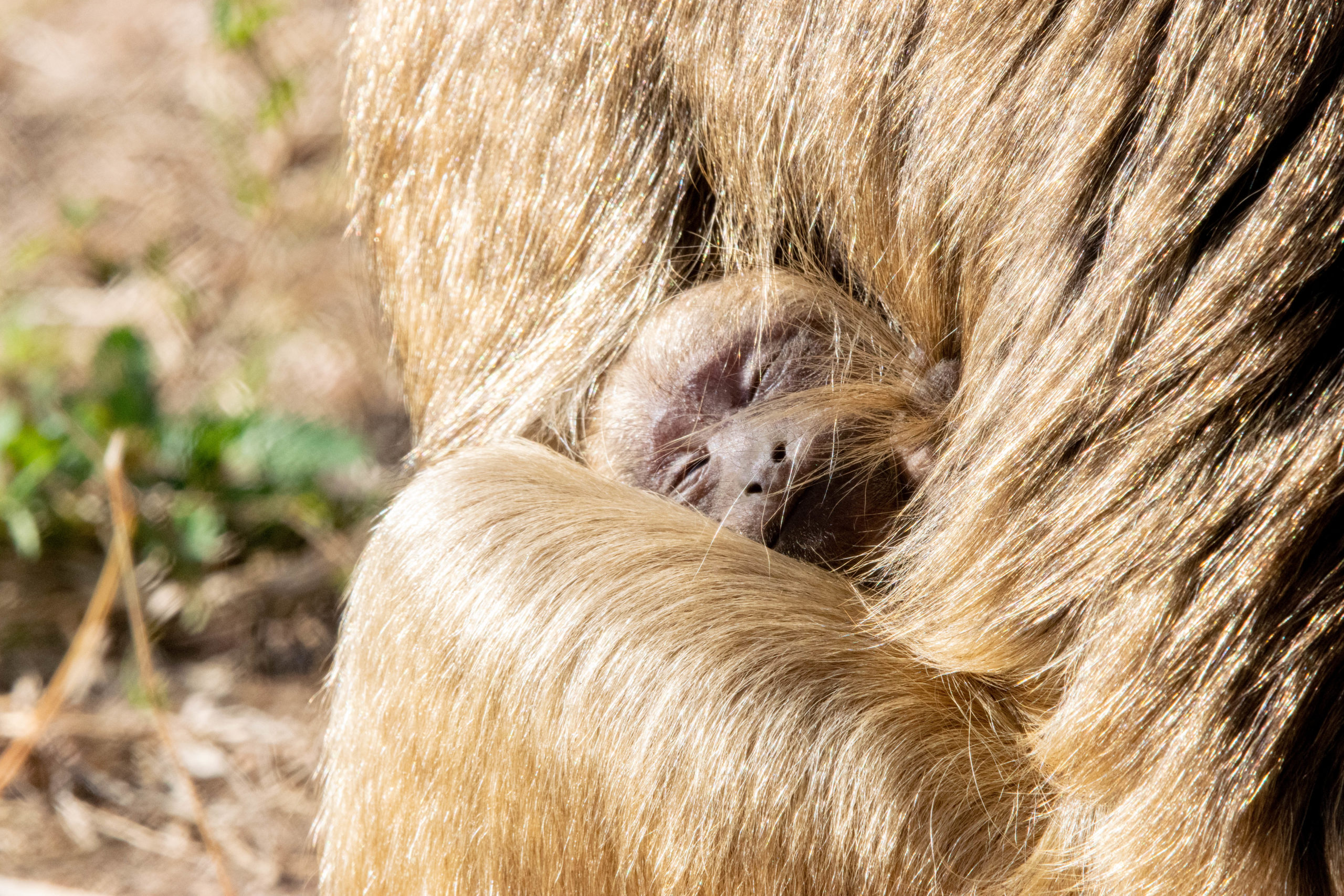Howler Monkey Family Grows by One - The Houston Zoo