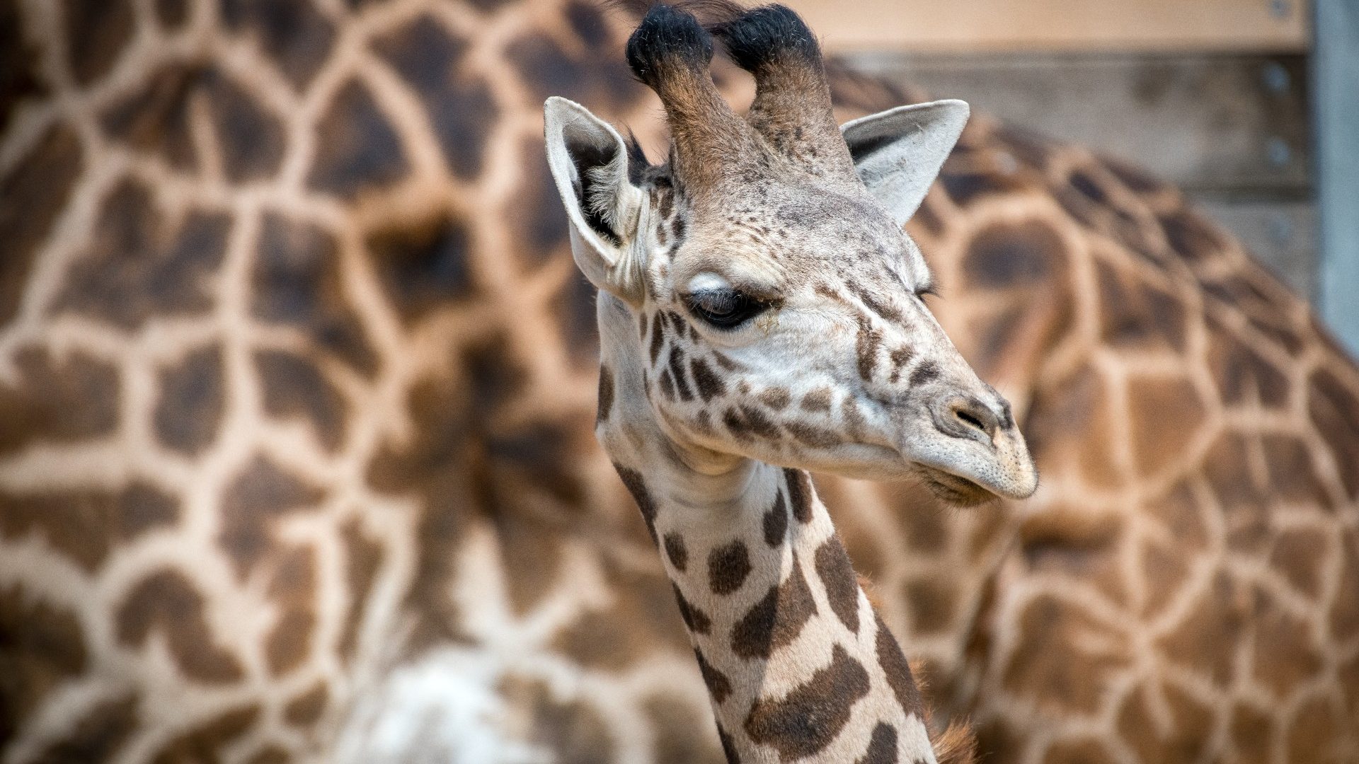 Send a Kid to Camp - The Houston Zoo