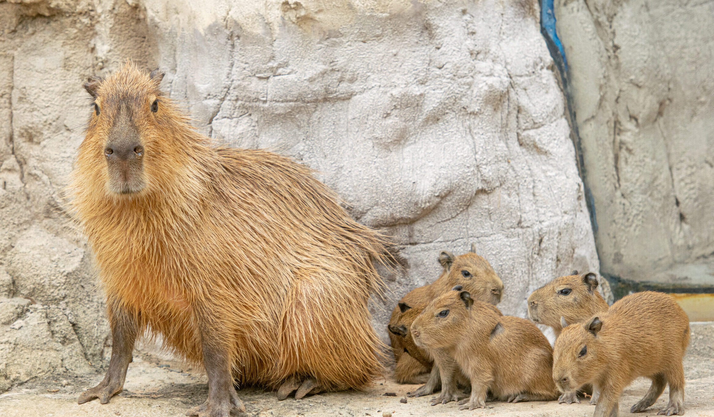 Mother's Day Gift Guide - The Houston Zoo