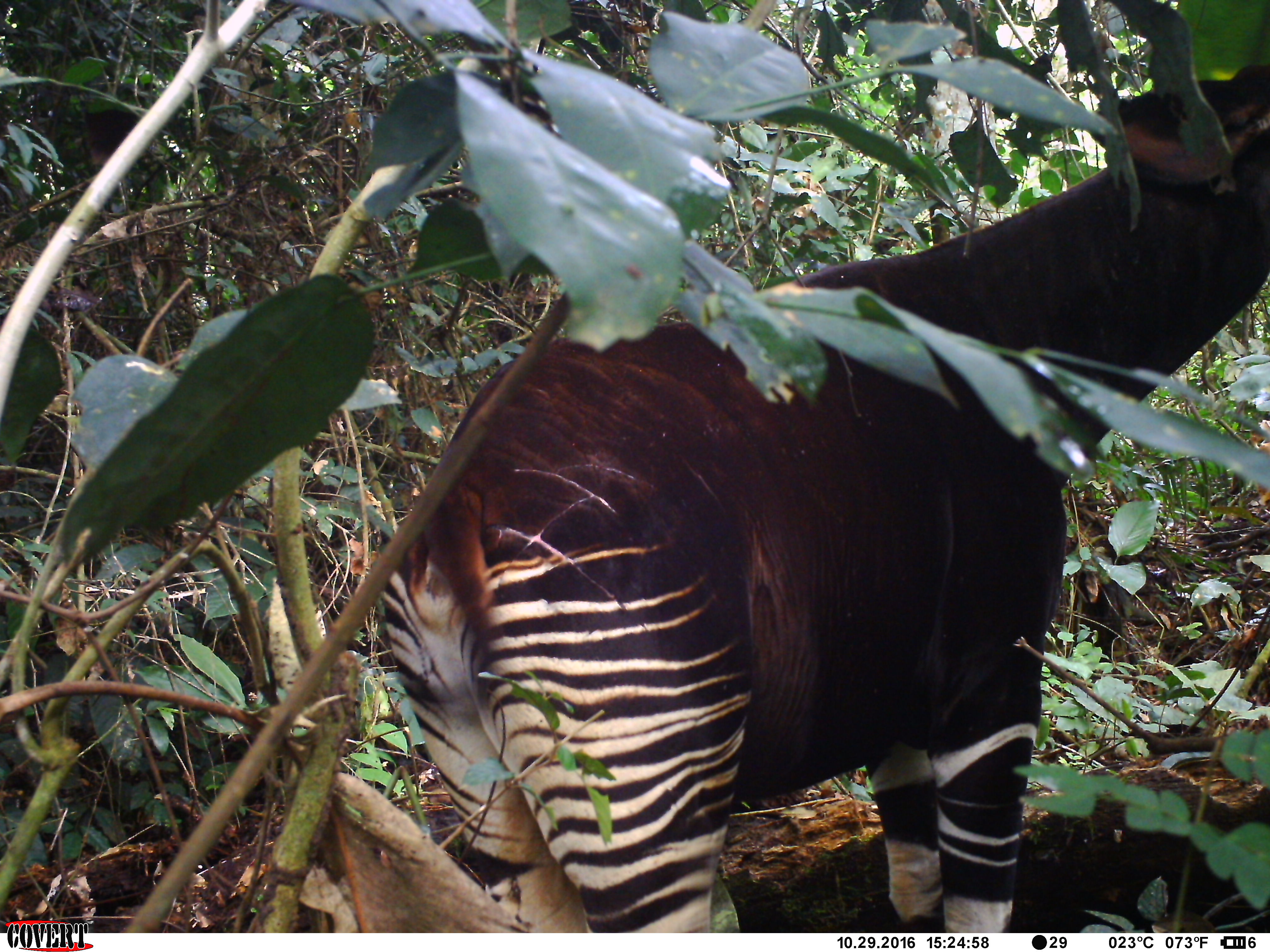 Pen Pals to Save Okapi: Camera Trap Conservation - The Houston Zoo