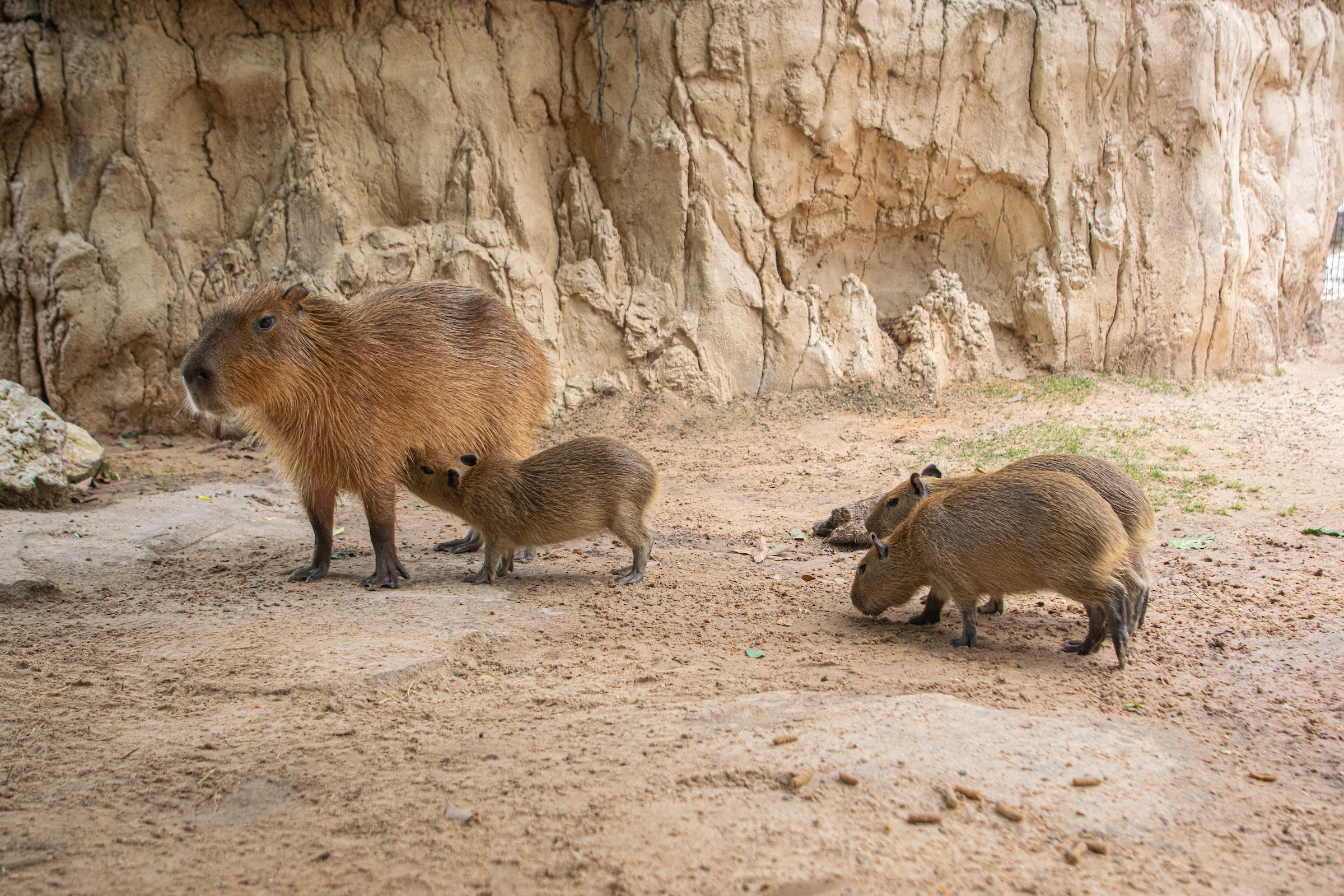 Who’s New at the Houston Zoo - The Houston Zoo